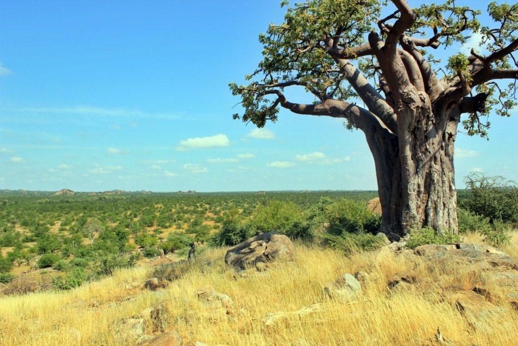15 Photos That Will Inspire You To Travel Into The African Bush 15 Photos That Will Inspire You To Travel Into The African Bush